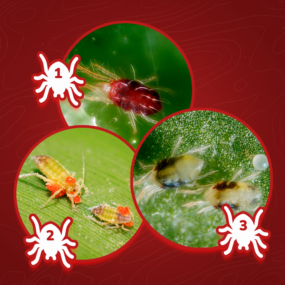 La araña roja: características y control - Anfibio Semillas