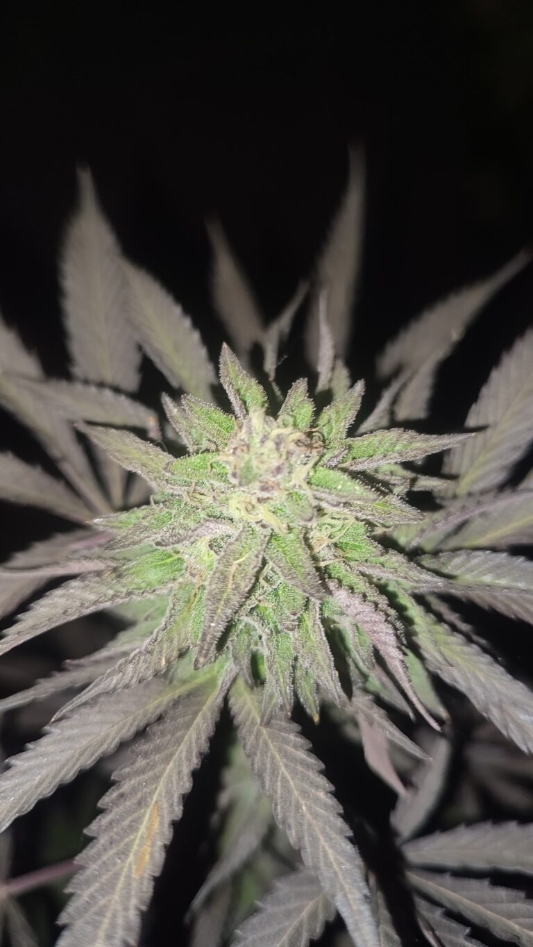 Gelato Space - Anfibio Semillas